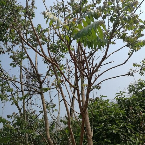Ailanthus Fordii Plant Care & How to Grow, Water