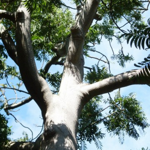 White Bean (Ailanthus Triphysa) Care Guide: Water, Soil & Propagation ...