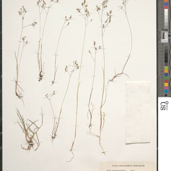 Aira Provincialis Plant Care & How to Grow, Water