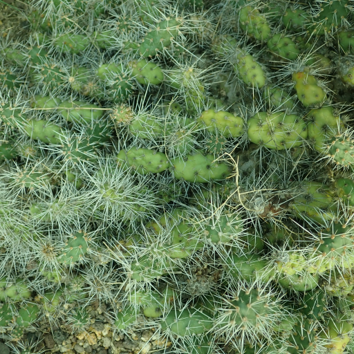 Airampoa Corrugata Plant Care & How to Grow, Water