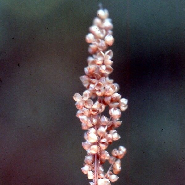 Airopsis Tenella Plant Care & How to Grow, Water