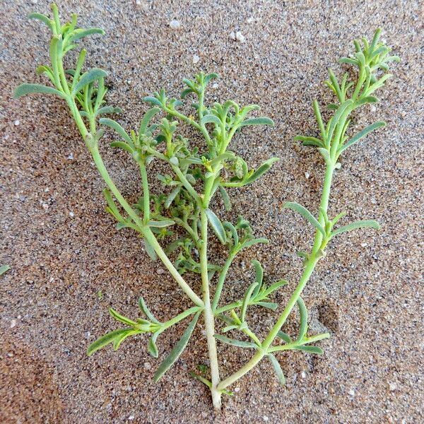 Kraalbush (Aizoon Africanum) Plant Care & How to Grow, Water