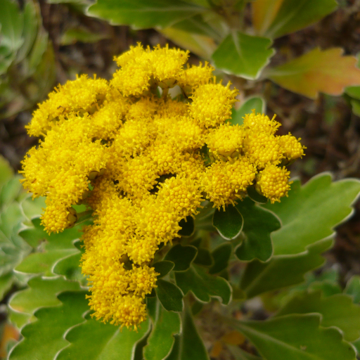 Gold And Silver Chrysanthemum (Ajania Pacifica) Plant Care & How to ...