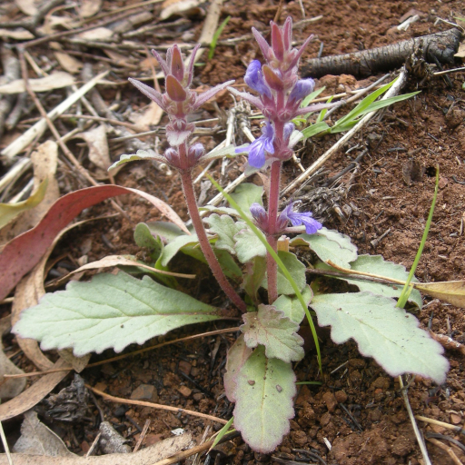 Australian Bugle (Ajuga Australis) Plant Care & How to Grow, Water