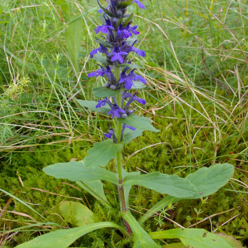 Blue Bugleweed (Ajuga Genevensis) Plant Care & How to Grow, Water
