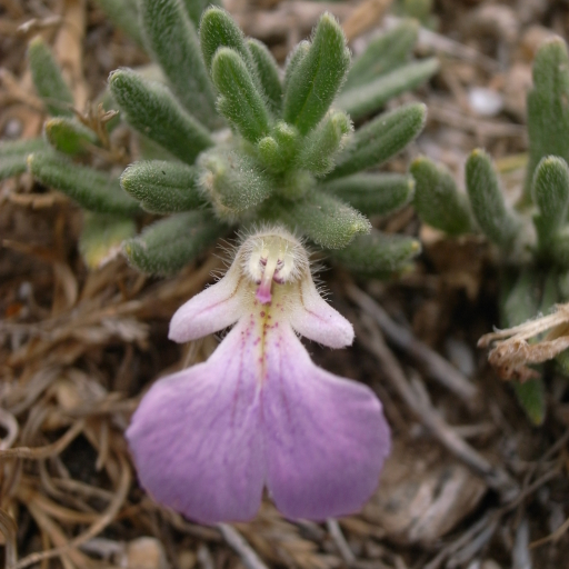 Southern Bugle (Ajuga Iva) Plant Care & How to Grow, Water