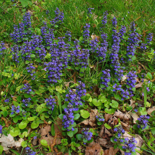 Ajuga (Ajuga Reptans) Plant Care & How to Grow, Water