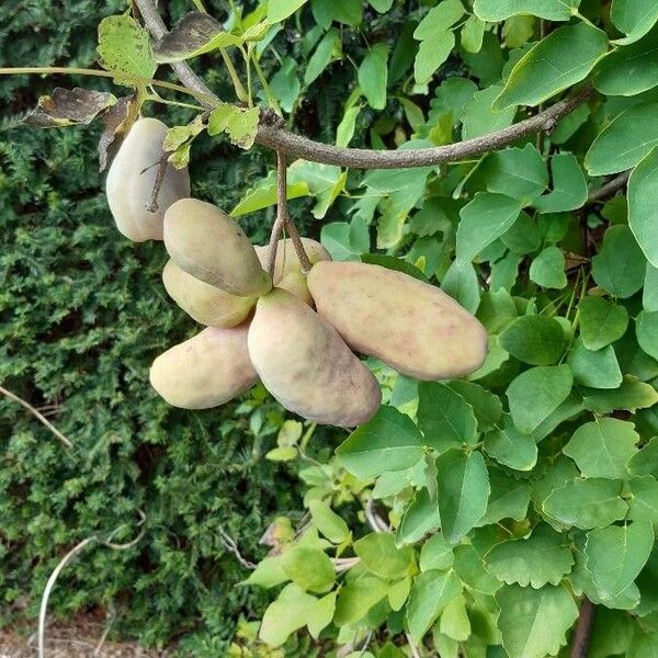 Native Wisteria (Hardenbergia Comptoniana) Plant Care & How to Grow, Water