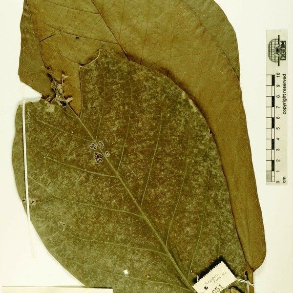 Alangium Nobile Care Guide: Water, Soil & Propagation - Plantiary