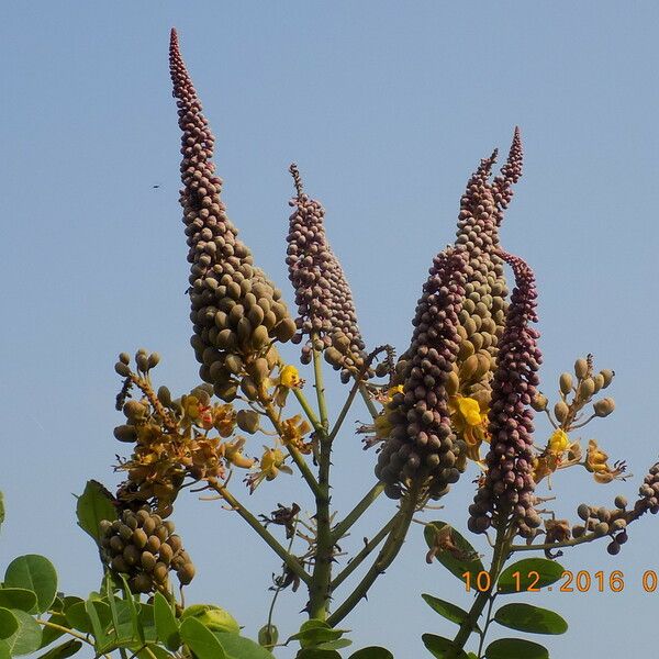 Albertisia Cuneata Plant Care & How to Grow, Water