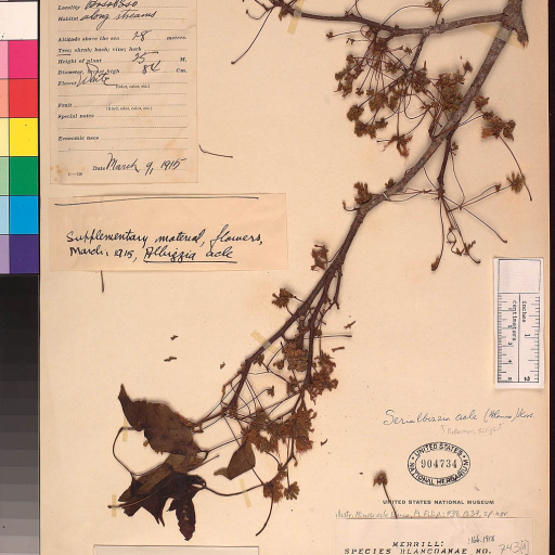 Akle (Albizia Acle) Plant Care & How to Grow, Water