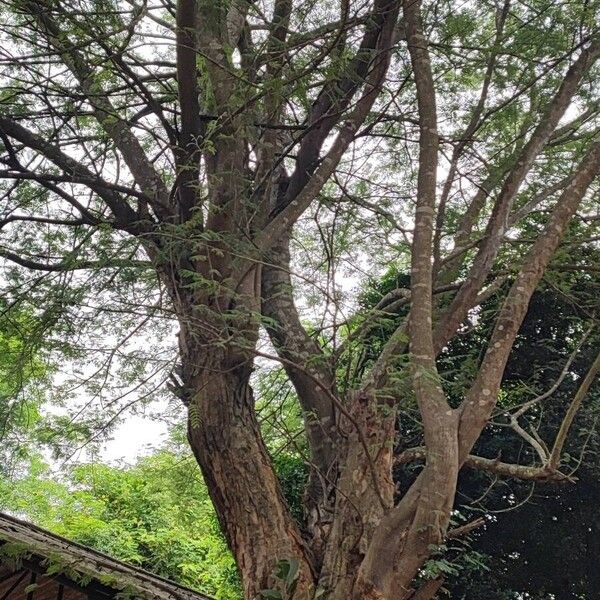 Bitter False-Thorn (Albizia Amara) Plant Care & How to Grow, Water