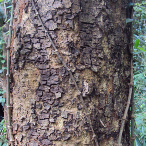 Chinese Albizia (Albizia Chinensis) Plant Care & How to Grow, Water