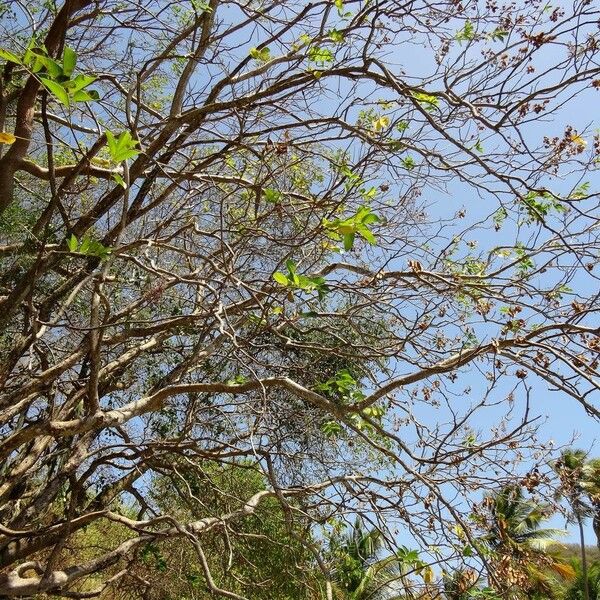 Broad-Pod (Albizia Forbesii) Plant Care & How to Grow, Water
