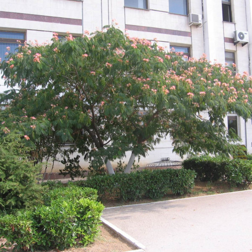 Chinese Silk Tree (Albizia Julibrissin) Plant Care & How to Grow, Water