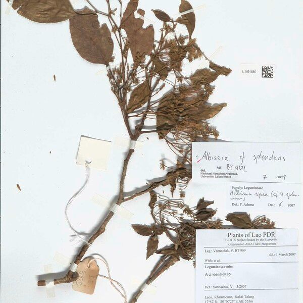 Albizia Splendens Plant Care & How to Grow, Water