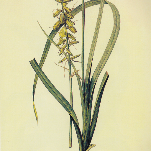 Albuca Abyssinica Plant Care & How to Grow, Water