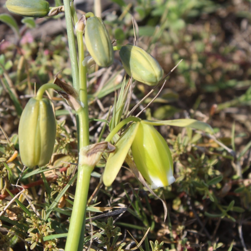 Albuca Acuminata Care Guide: Water, Soil & Propagation - Plantiary