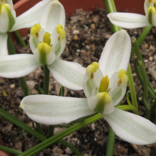 Albuca Humilis Plant Care & How to Grow, Water