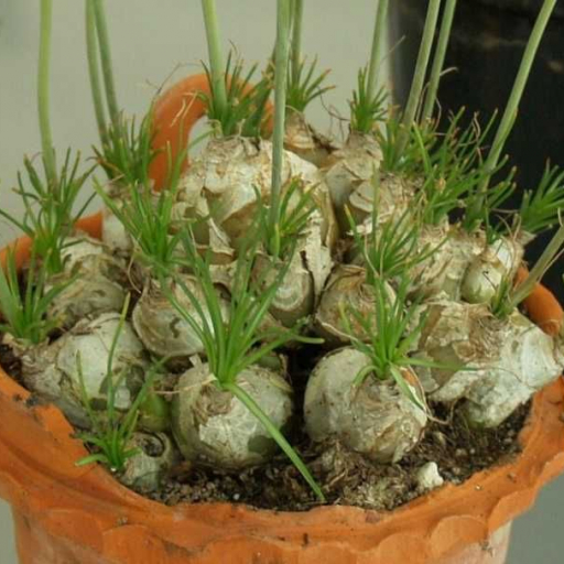 Albuca Polyphylla Plant Care & How to Grow, Water