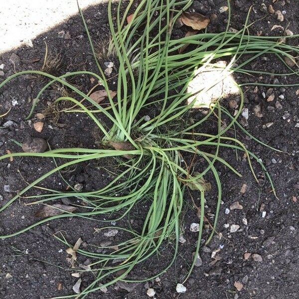 Fibrous Slime Lily (Albuca Setosa) Plant Care & How to Grow, Water