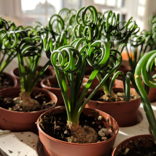 Corkscrew Albuca (Albuca Spiralis) Plant Care & How to Grow, Water
