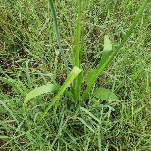 Kapok Bush (Aerva Javanica) Plant Care & How to Grow, Water