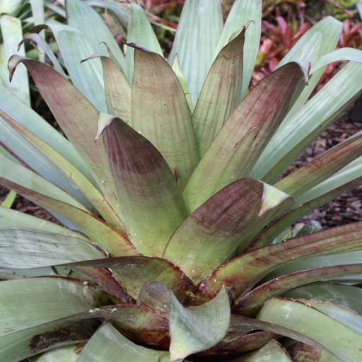 Giant Alcantarea (Alcantarea Imperialis) Plant Care & How to Grow, Water