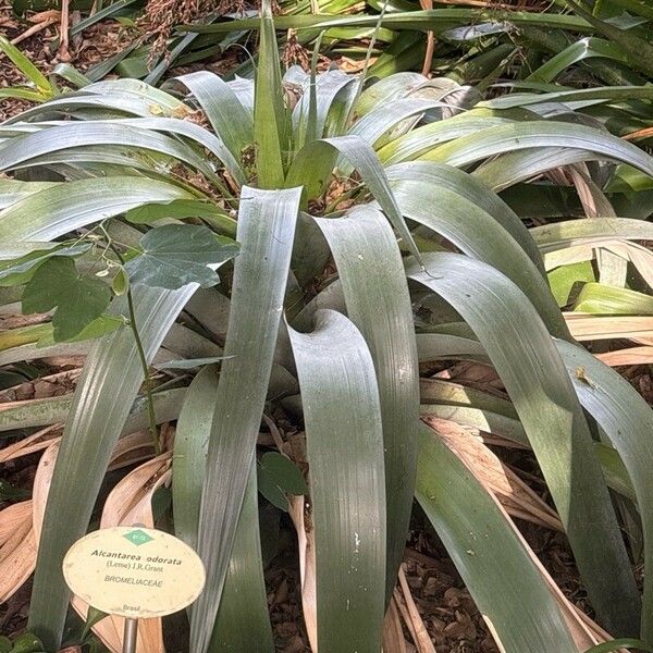 Alcantarea Odorata Plant Care & How to Grow, Water