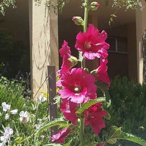 Stemless Hollyhock (Alcea Acaulis) Plant Care & How to Grow, Water