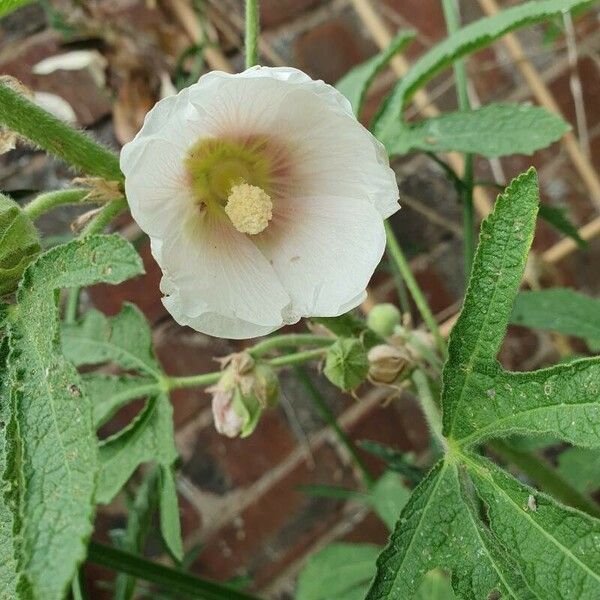 Antwerp Hollyhock (Alcea Ficifolia) Plant Care & How to Grow, Water