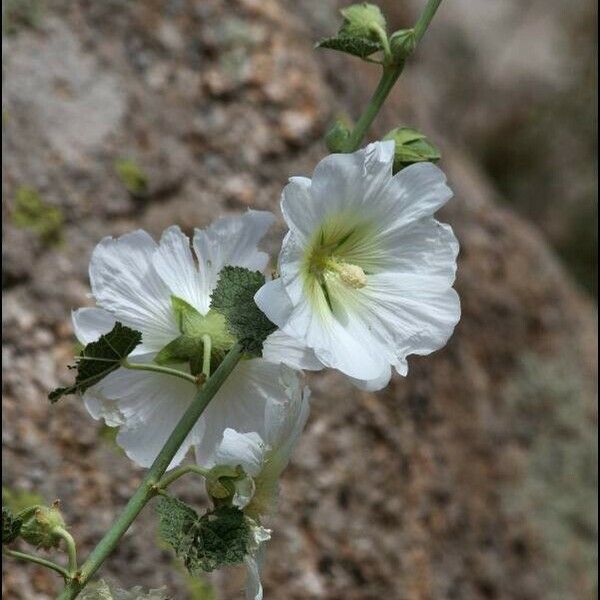 Alcea Nudiflora Plant Care & How to Grow, Water