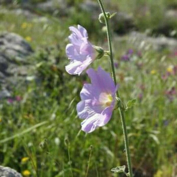 Wild Hollyhock (Alcea Pallida) Care Guide: Water, Soil & Propagation ...