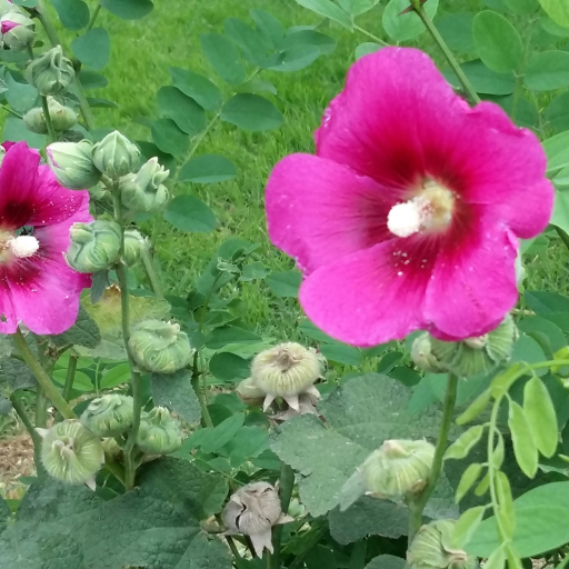 Bristly Hollyhock (Alcea Setosa) Plant Care & How to Grow, Water