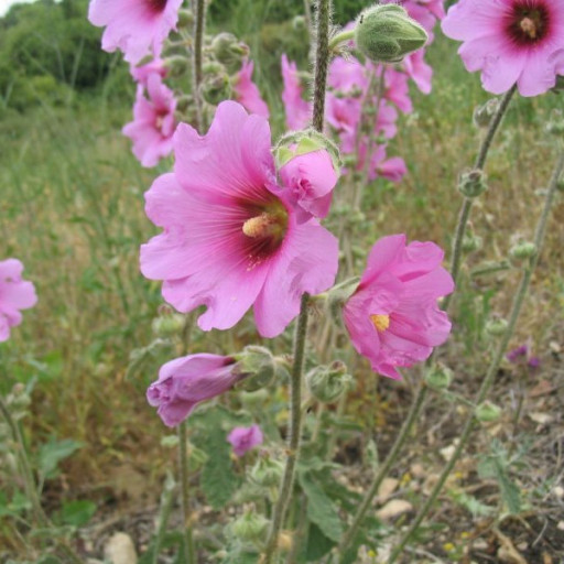 Hollyhocks (Alcea) Plant Care & How to Grow, Water
