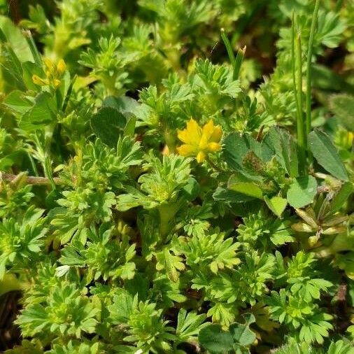 Slender Parsley Piert (Alchemilla Australis) Care Guide: Water, Soil ...