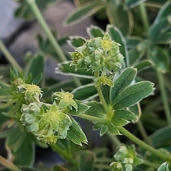 Silver Lady's Mantle (Alchemilla Nitida) Plant Care & How to Grow, Water