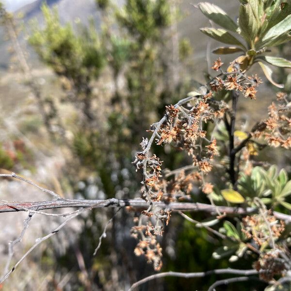 Alchemilla Polylepis Plant Care & How to Grow, Water