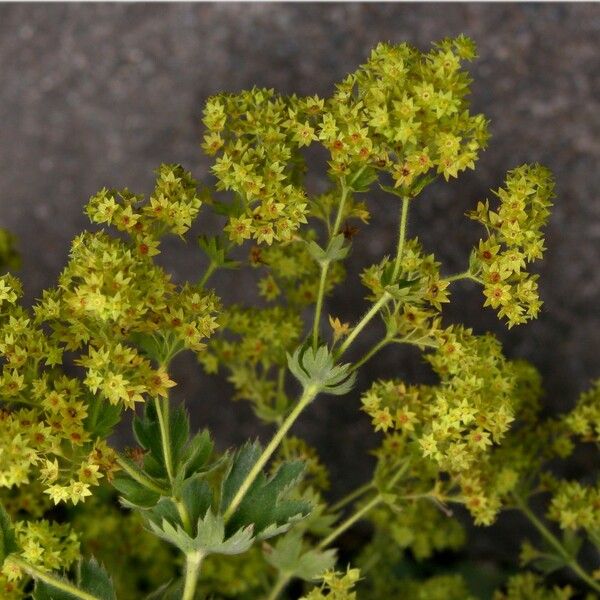 Intermediate Lady's Mantle (Alchemilla Splendens) Plant Care & How to ...