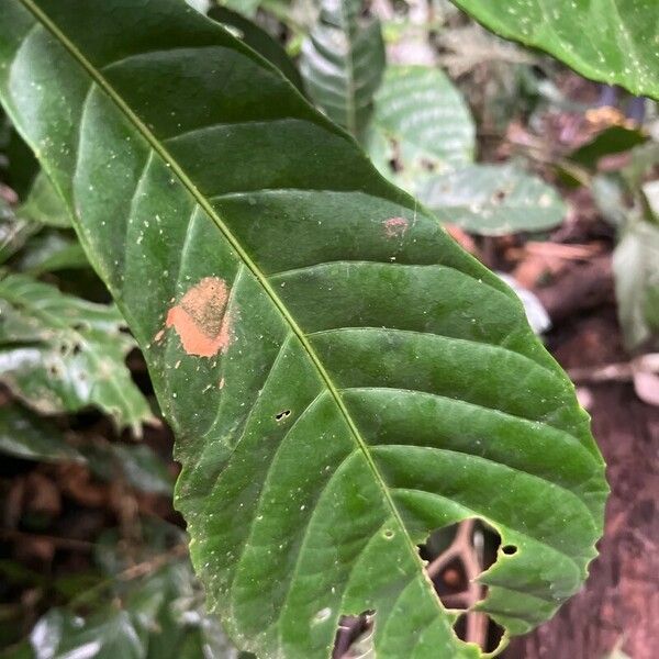 Manyflower Christmasbush (Alchornea Floribunda) Care Guide: Water, Soil ...