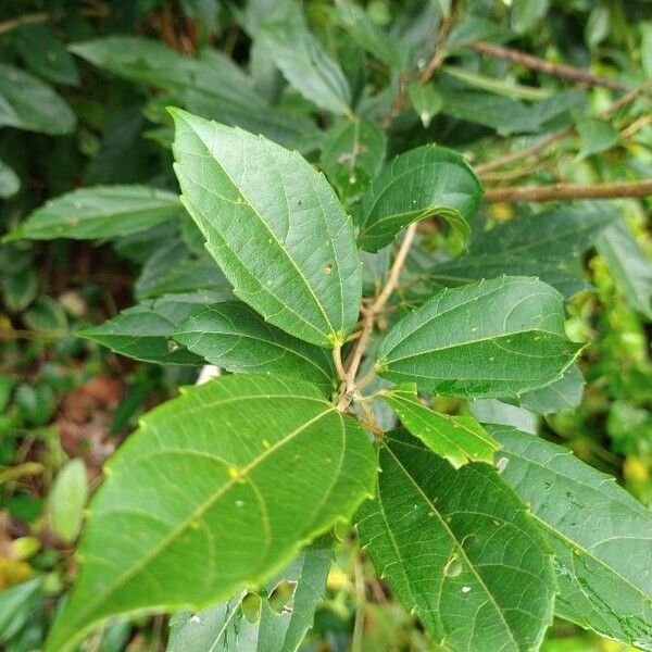 Alchornea Triplinervia Care Guide: Water, Soil & Propagation - Plantiary