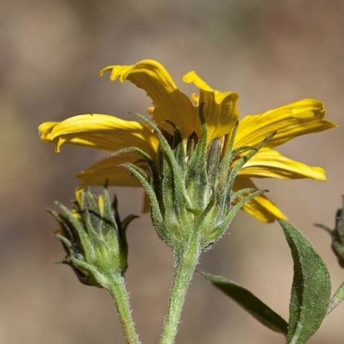 Heartleaf Goldeneye (Aldama Cordifolia) Care Guide: Water, Soil ...