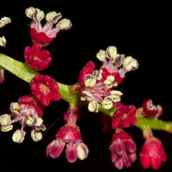 Alectryon Carinatus Plant Care & How to Grow, Water