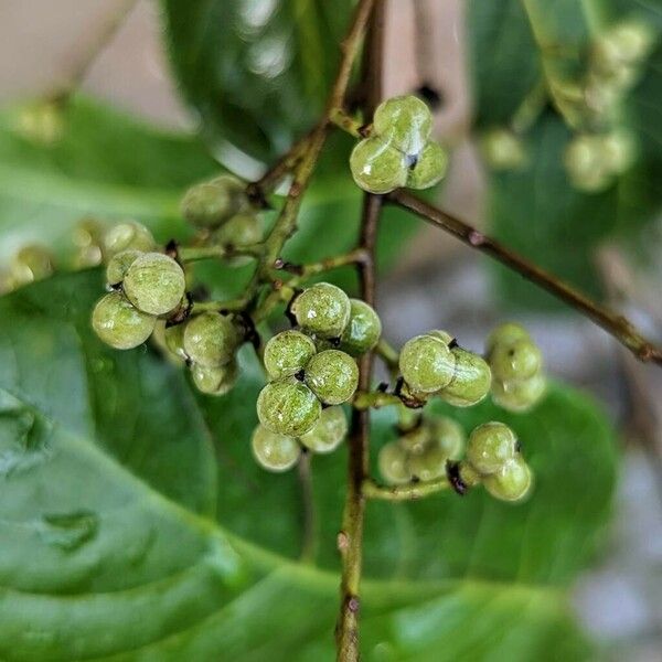 Alectryon (Alectryon Connatus) Care Guide: Water, Soil & Propagation ...