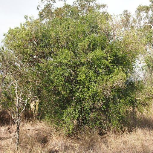 Holly Bush (Alectryon Diversifolius) Plant Care & How to Grow, Water