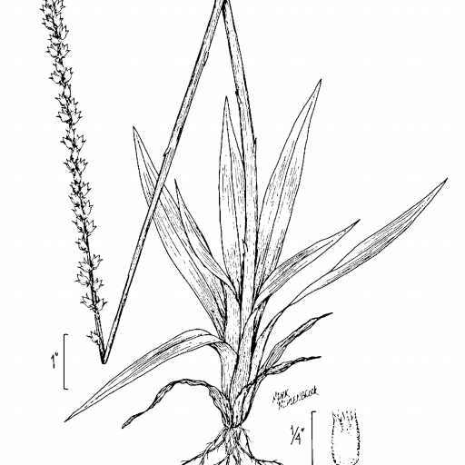 Golden Colicroot (Aletris Aurea) Plant Care & How to Grow, Water