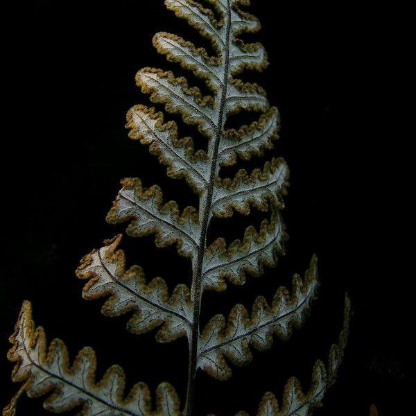 Aleuritopteris Bicolor Care Guide: Water, Soil & Propagation - Plantiary