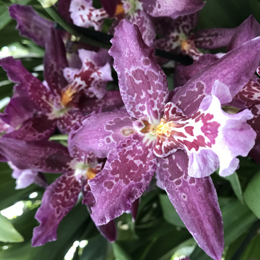 Aliceara Plant Care & How to Grow, Water