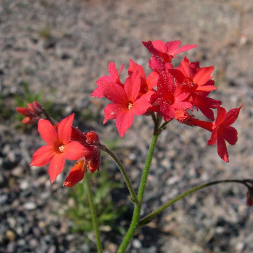 Black Canyon Gilia (Aliciella Penstemonoides) Care Guide: Water, Soil ...