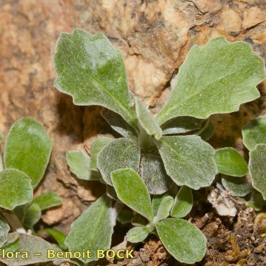 Aliella Platyphylla Care Guide: Water, Soil & Propagation - Plantiary